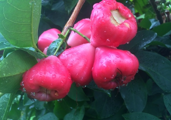 Wax Jambu (Pink) – Juicy & ornamental | Tropico-Québec